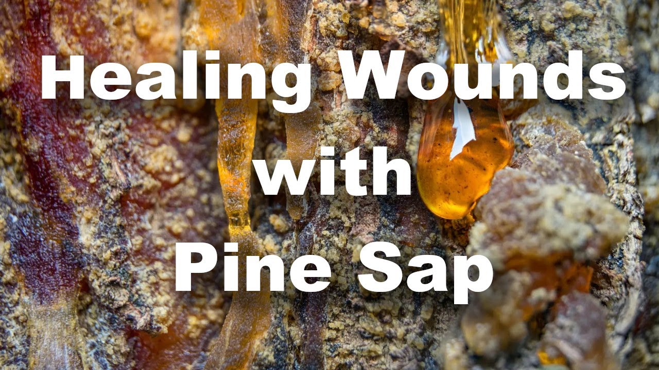 Pine Pitch Wound Care - YouTube