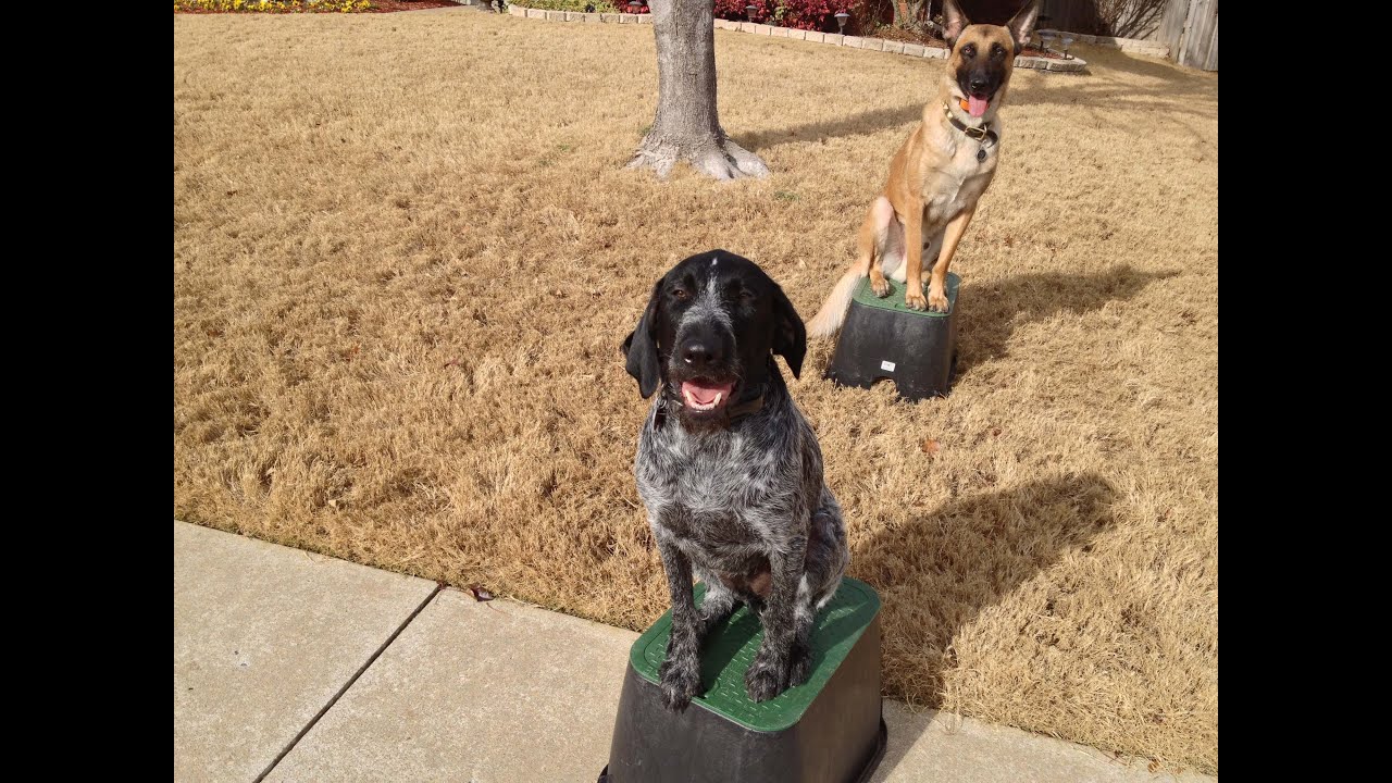 Dudley German Wirehaired Pointer Training w Distractions Claremore OK ...