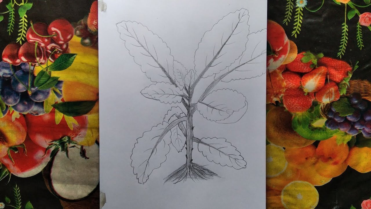 How to draw Kalanchoe Pinnata step by step | - YouTube
