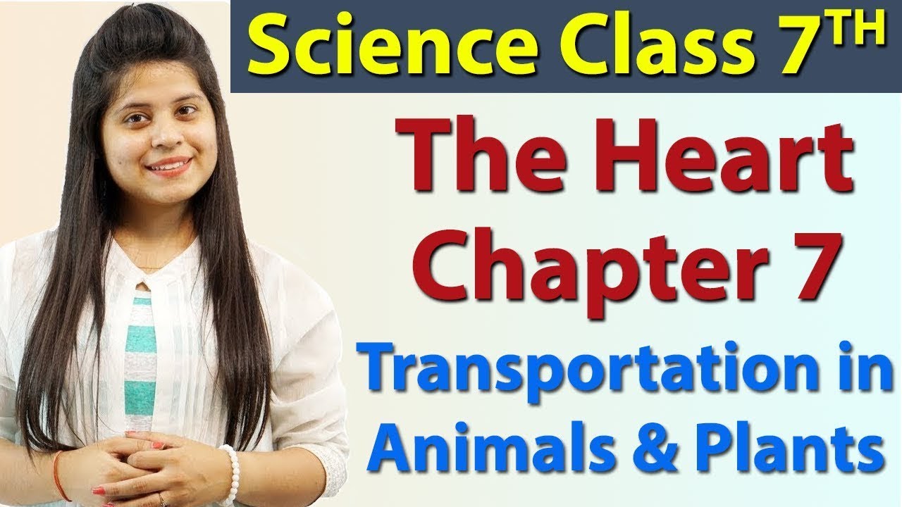 The Heart - Chapter 7 - Transportation in Animals & Plants - Science ...