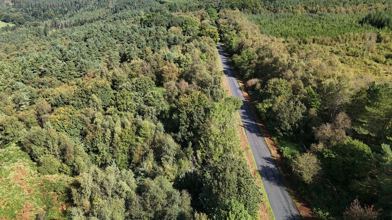 Relax Above the Trees - YouTube