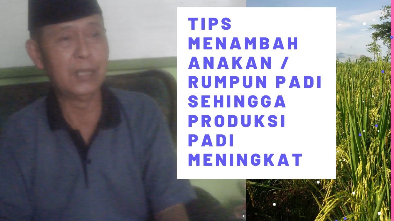 Memperbanyak anakan padi, rumpun padi & meningkatan produksi padi mp4 ...
