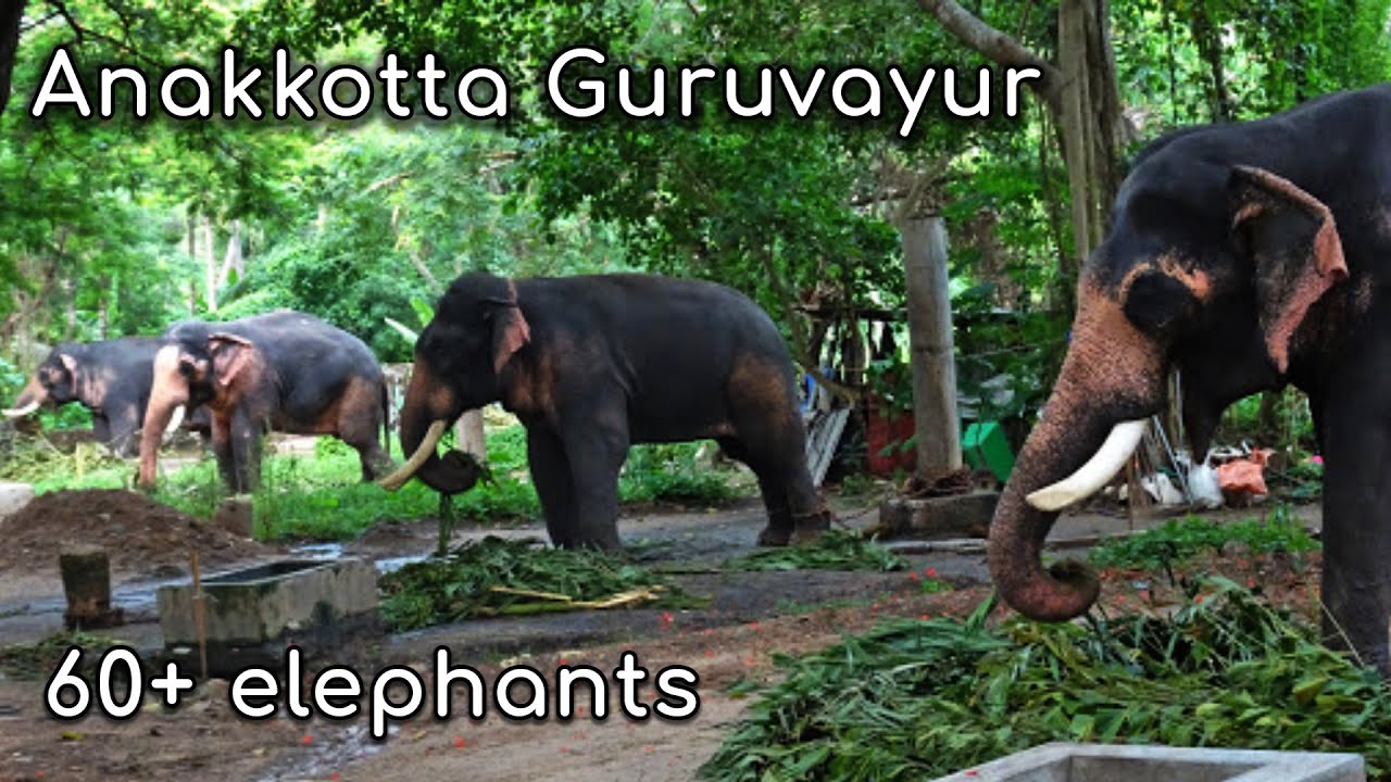 Punnathur Kotta Elephant Camp Guruvayur Devaswom Anakkotta Elephant ...
