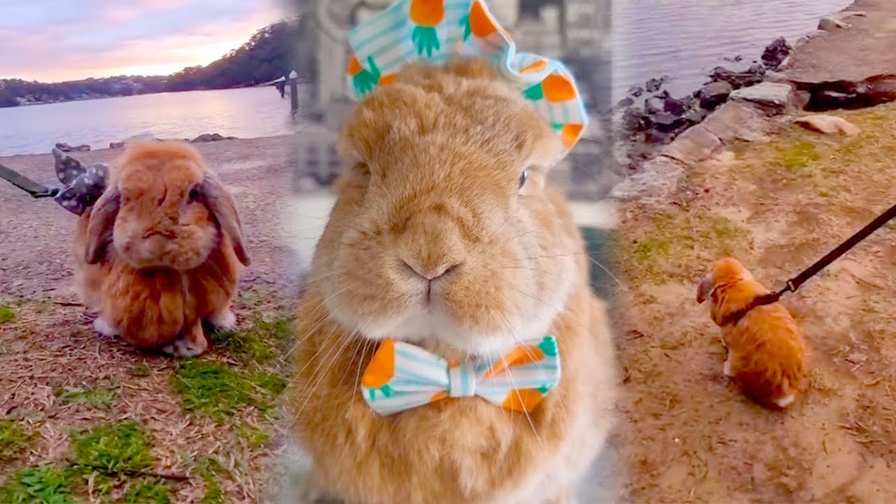 Pampered Bunny Living Its Best Life! - YouTube