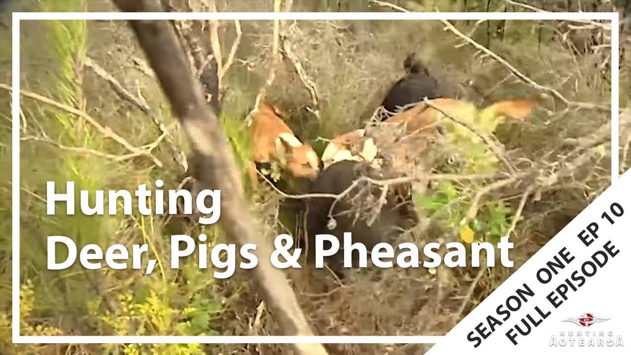 Hunting Aotearoa S01E10 - Hunting Deer, Pigs & Pheasant - YouTube