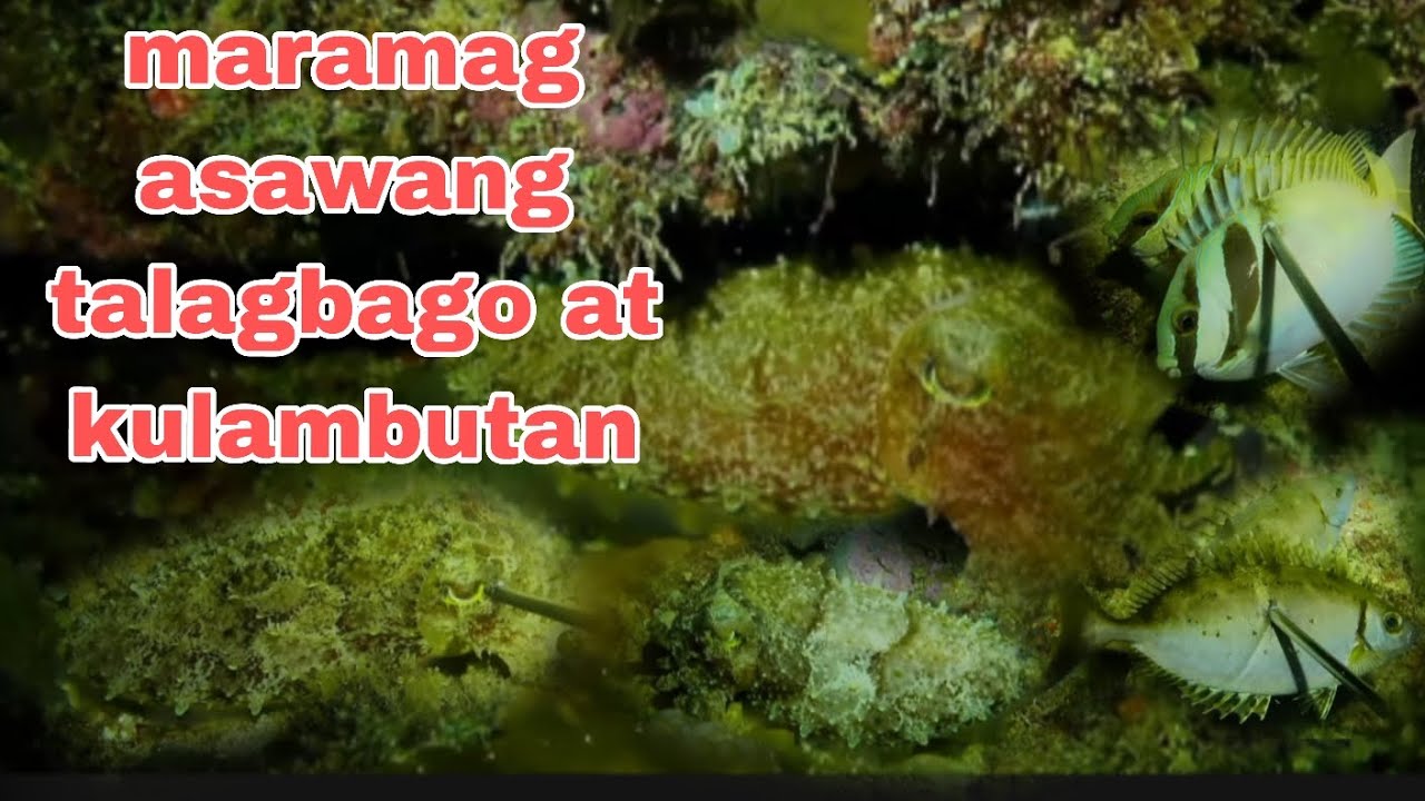 EP 134 maramag asawang talagbago at kulambotan night sperfishing ...