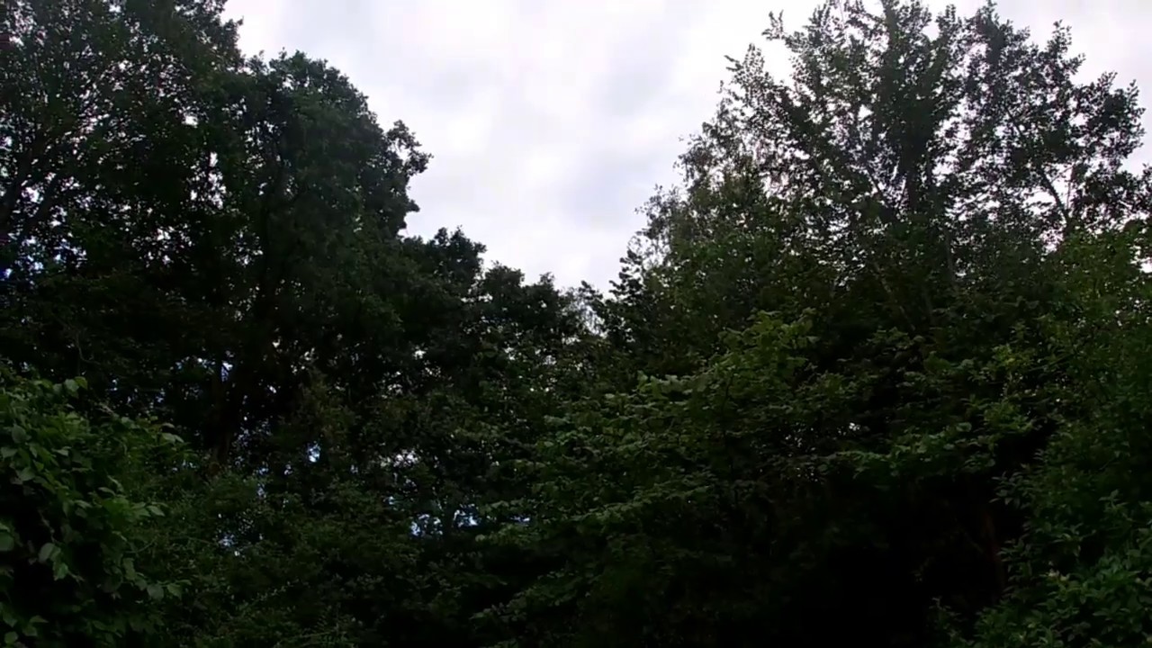 Natural shots #5 / Short / Amazing - YouTube