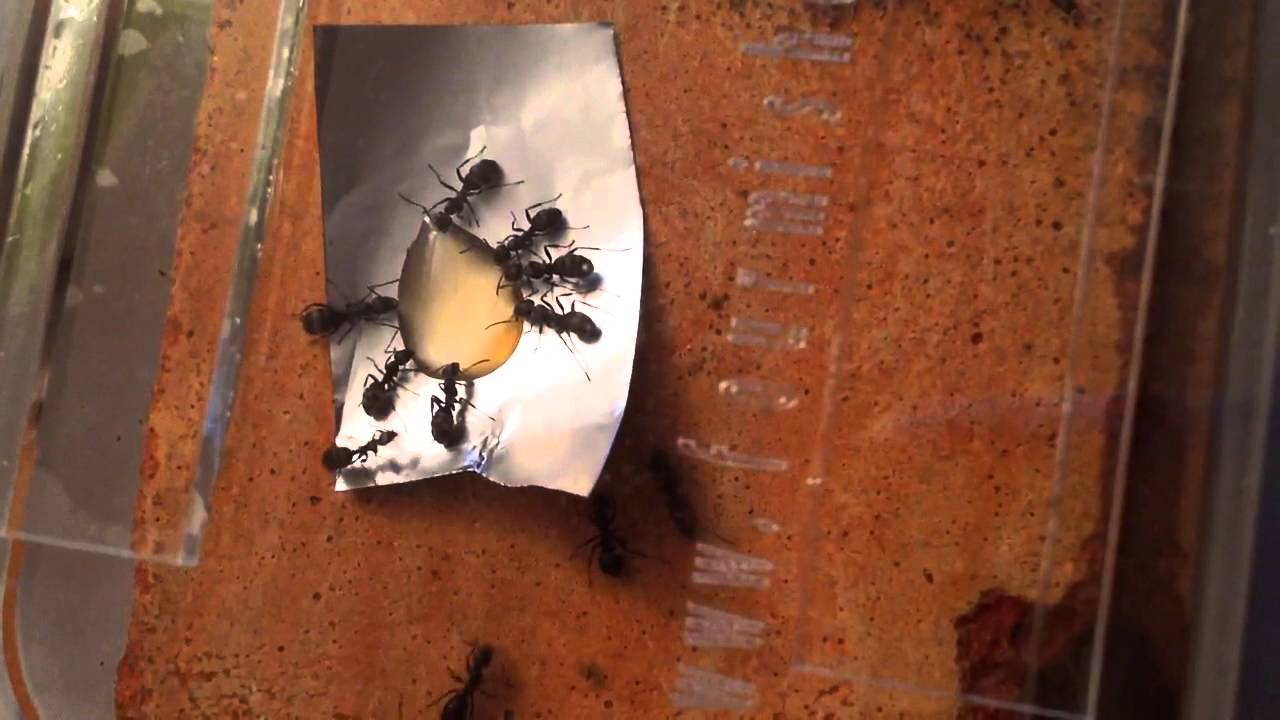Fourmis Formica fusca en train de boire une goutte de sirop d'érable ...