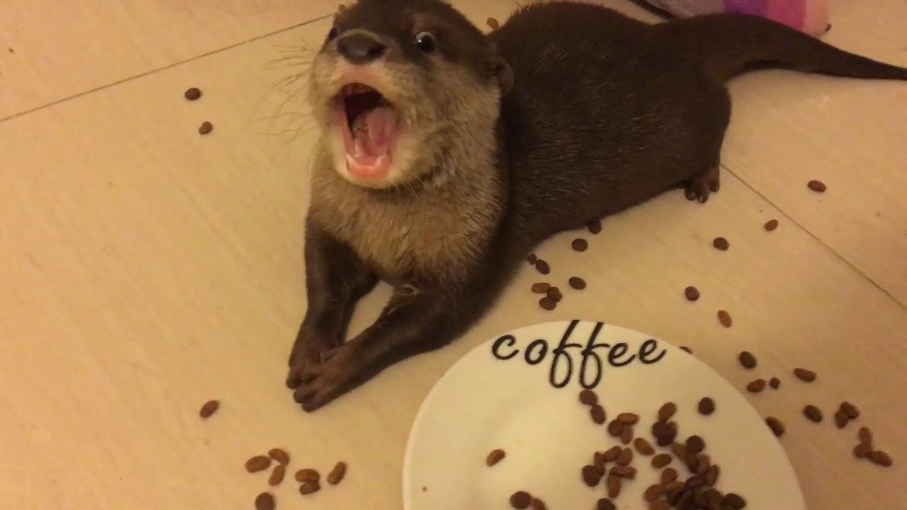 Otter Pup Snack Time || ViralHog - YouTube