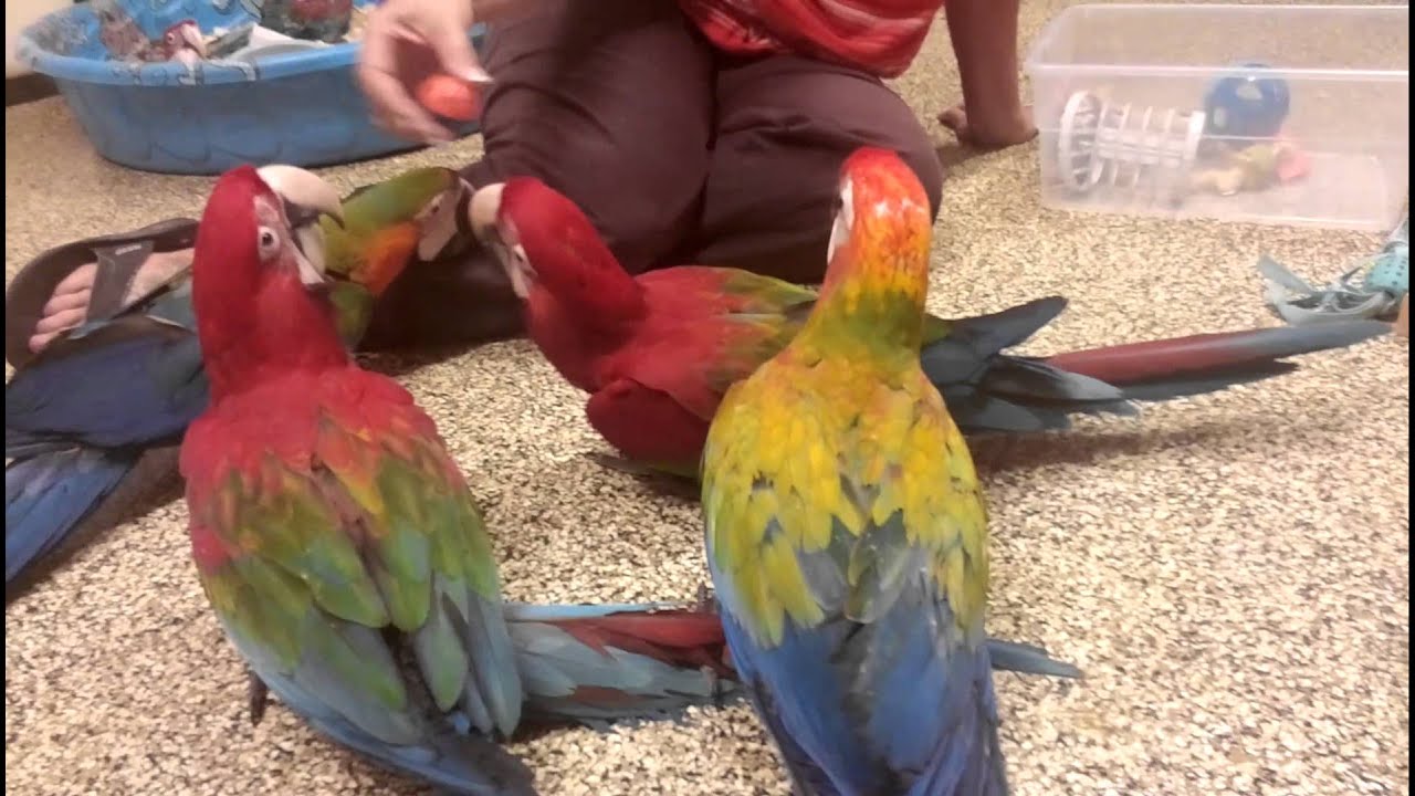 Baby Camelot Macaw exercising her wings. - YouTube