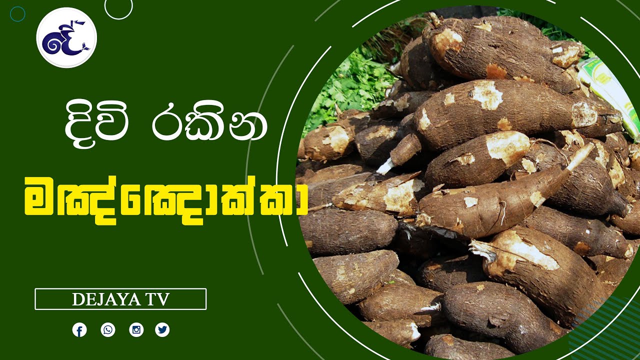 දිවි රකින මඤ්ඤොක්කා || Cassava || Sri Lanka || #Dejayatv - YouTube