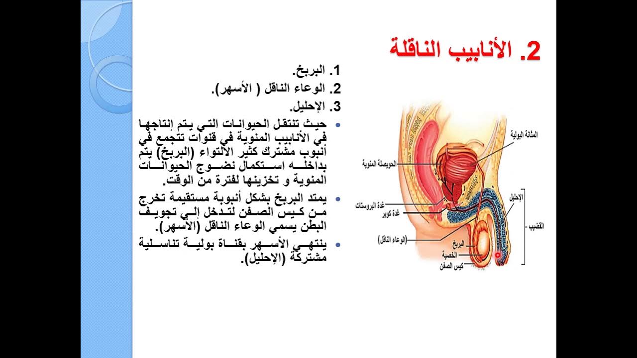 الجهاز التناسلي الذكري للإنسان Youtube