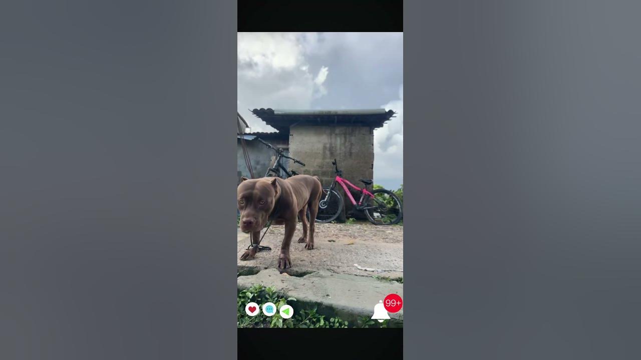 Joking Dog #pitmonsters - YouTube