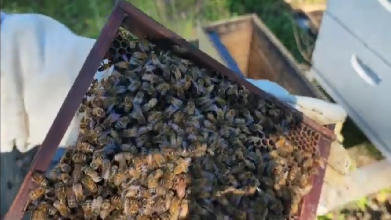 So You Wanna Be a Beekeeper Part 2 - YouTube