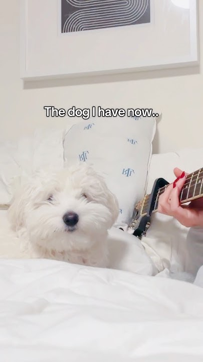 How Dogs Changed Our Lives Forever - YouTube