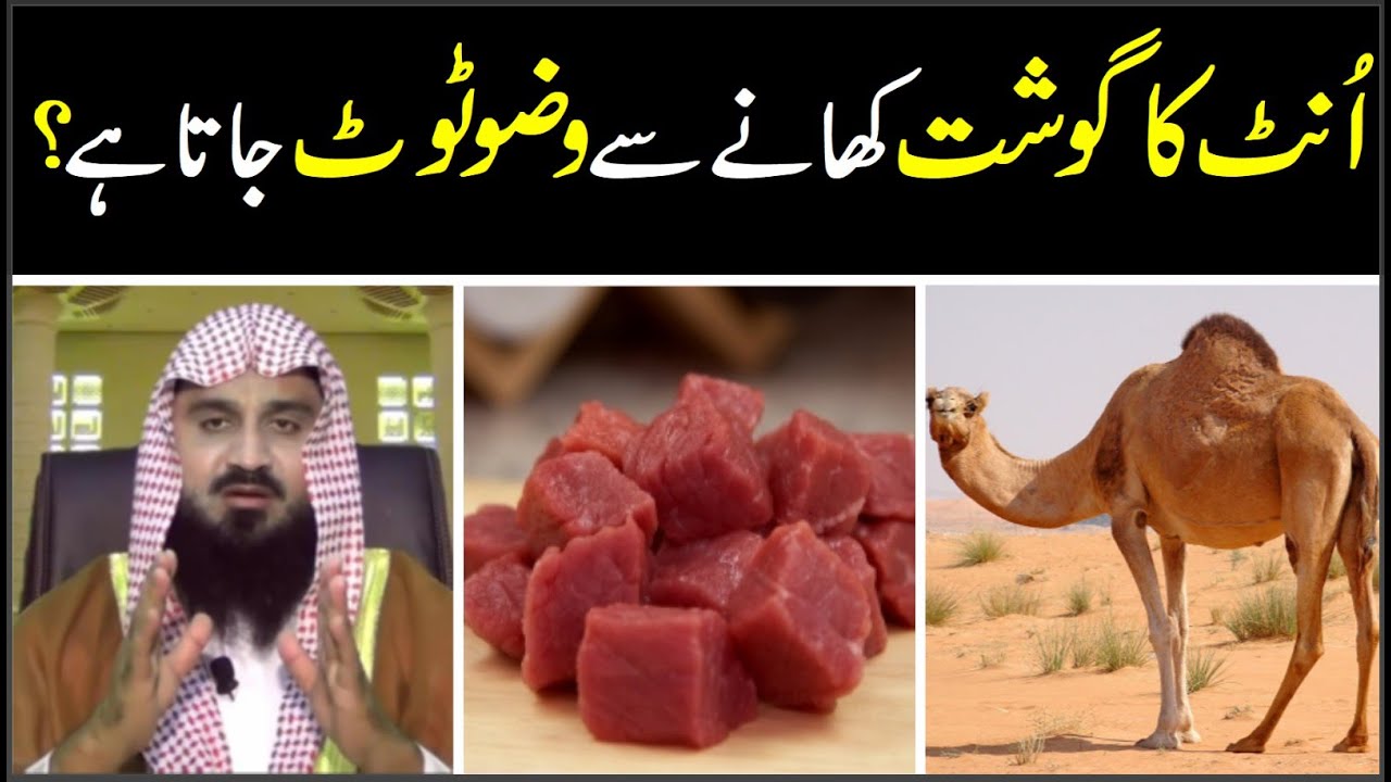 Knowledge About Wudu | Camel | Oont Ka Gosht | Hindi & Urdu | Muhammad ...