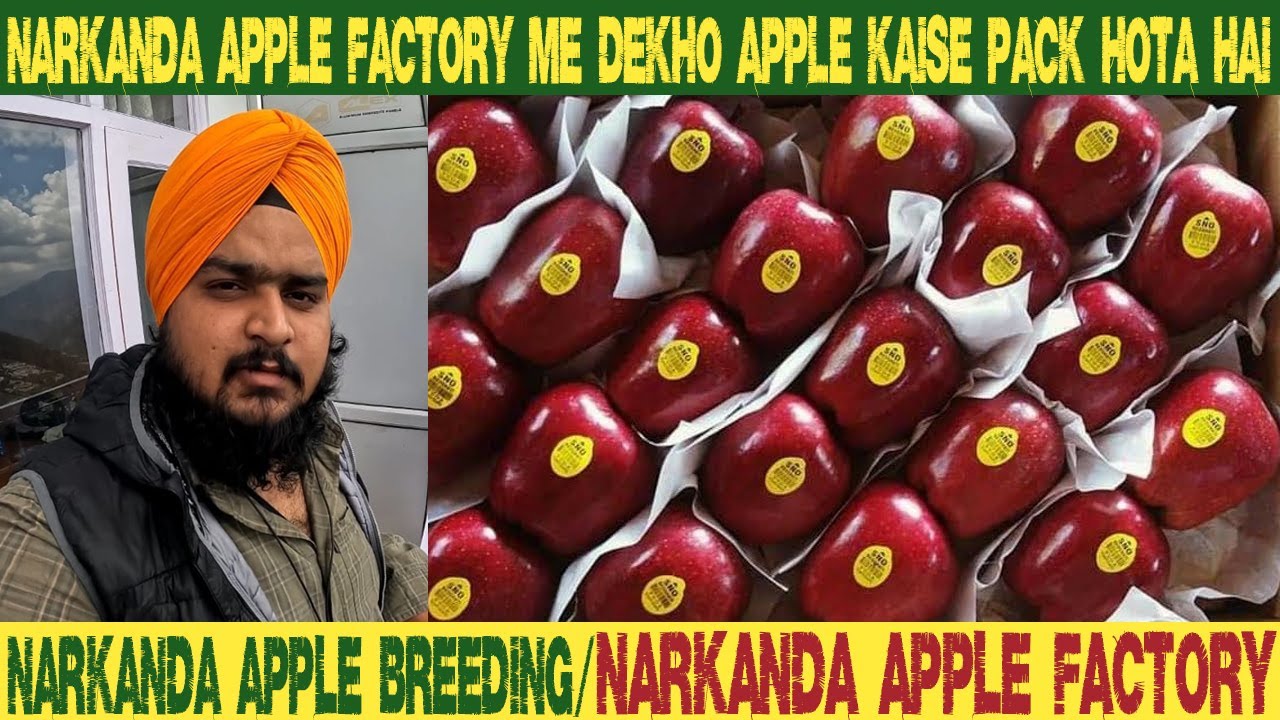 Shimla Me Apple 🍎 🍎 Breeding ! Narkanda Ki Apple Factory ! Shimla ...