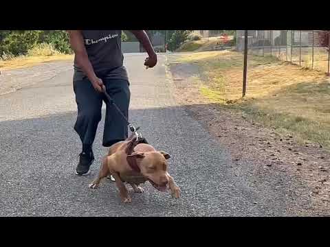 Red Nose Pitbull elite bloodline-Alpha male walking her Golden Vein with Warrior collar