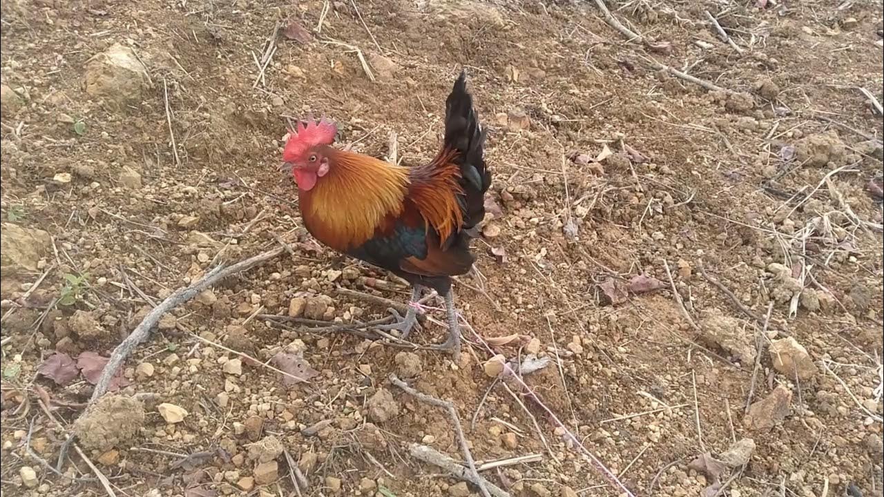 saib qaib dib quaj ua si - YouTube