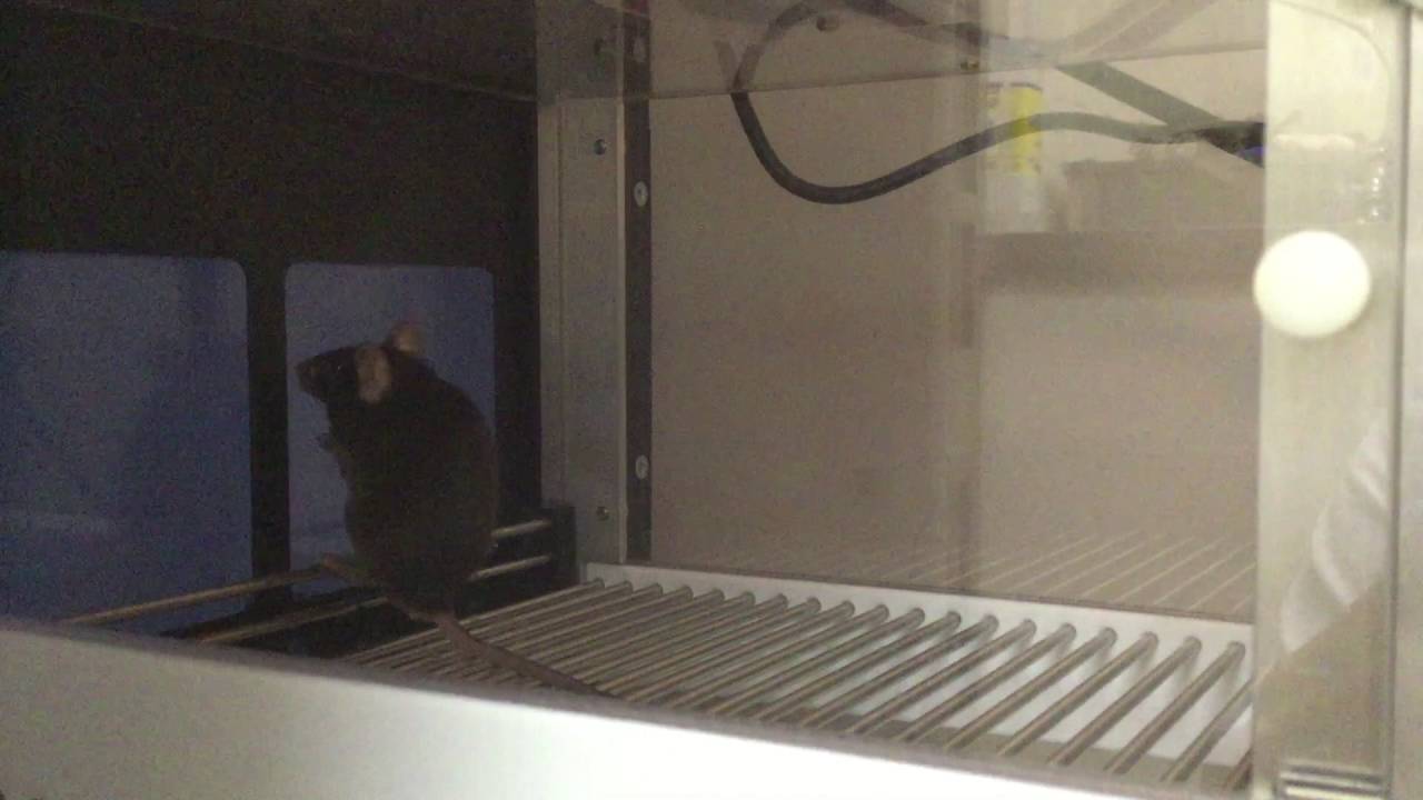 mouse in touchscreen chamber - YouTube