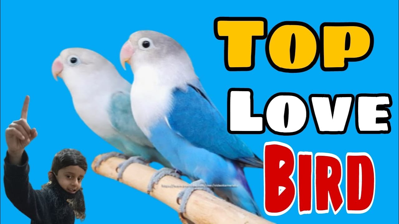 Top 5 profitable birds for less investment birds business in Pakistan ...