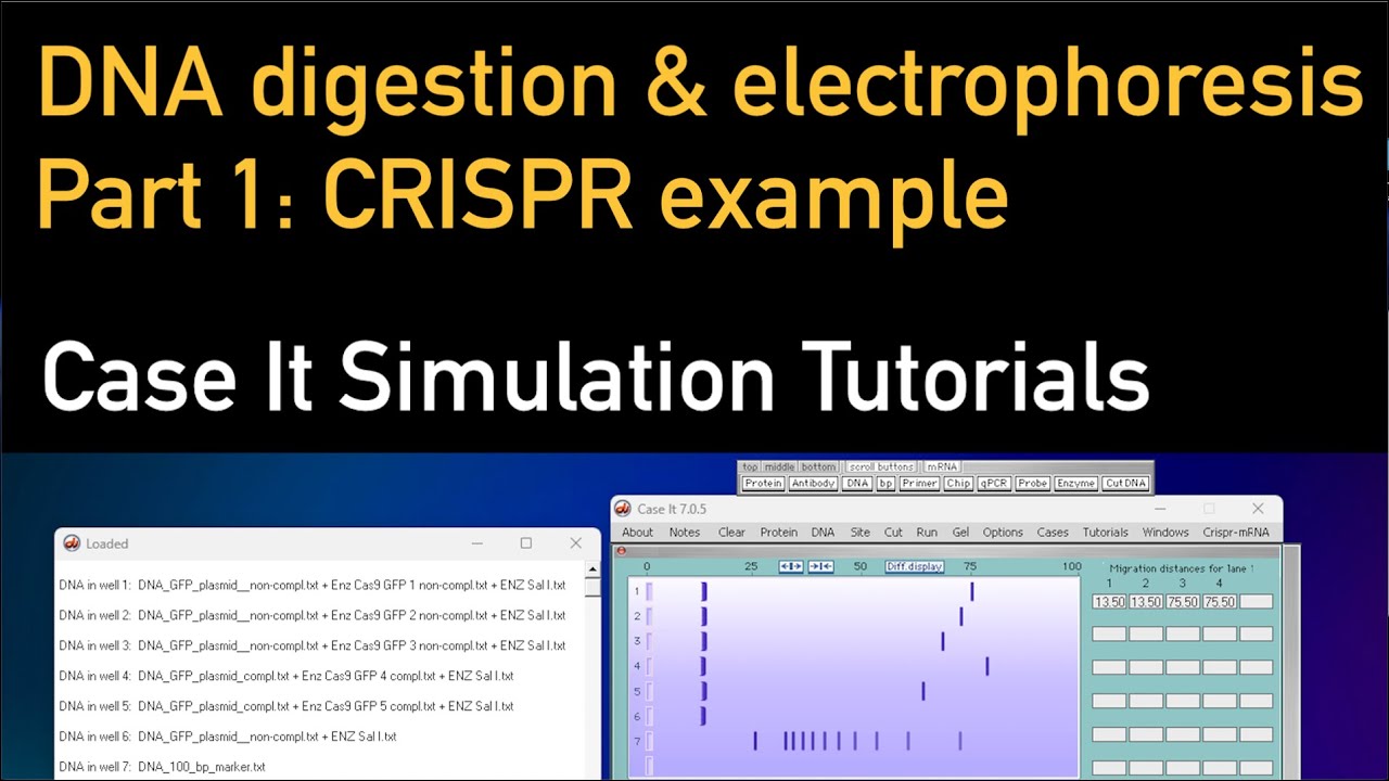 Part 1: Restriction enzyme digestion and DNA electrophoresis: data from ...