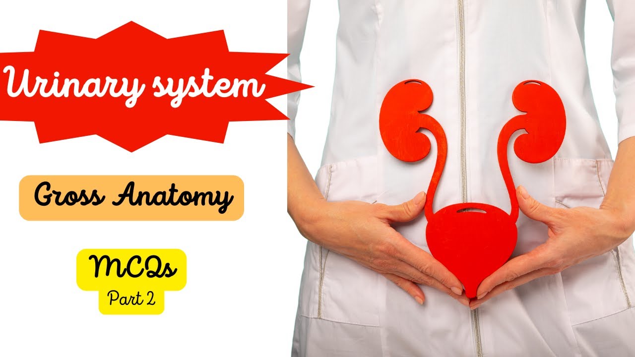 Urinary system | Gross Anatomy | MCQs | part 2 - YouTube