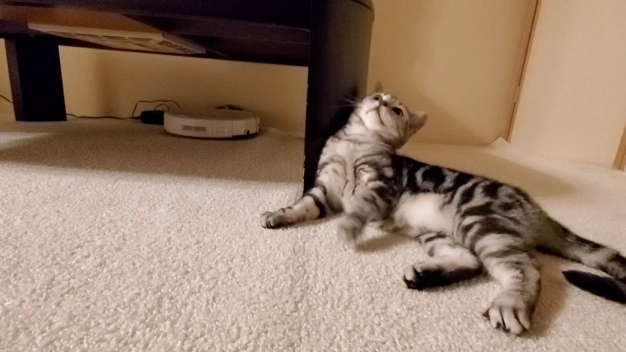 Cat fainting after grooming. - YouTube