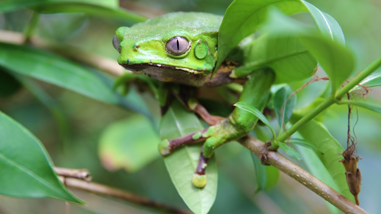 Understanding Kambo- Origins and Uses of the mysterious healing poison ...