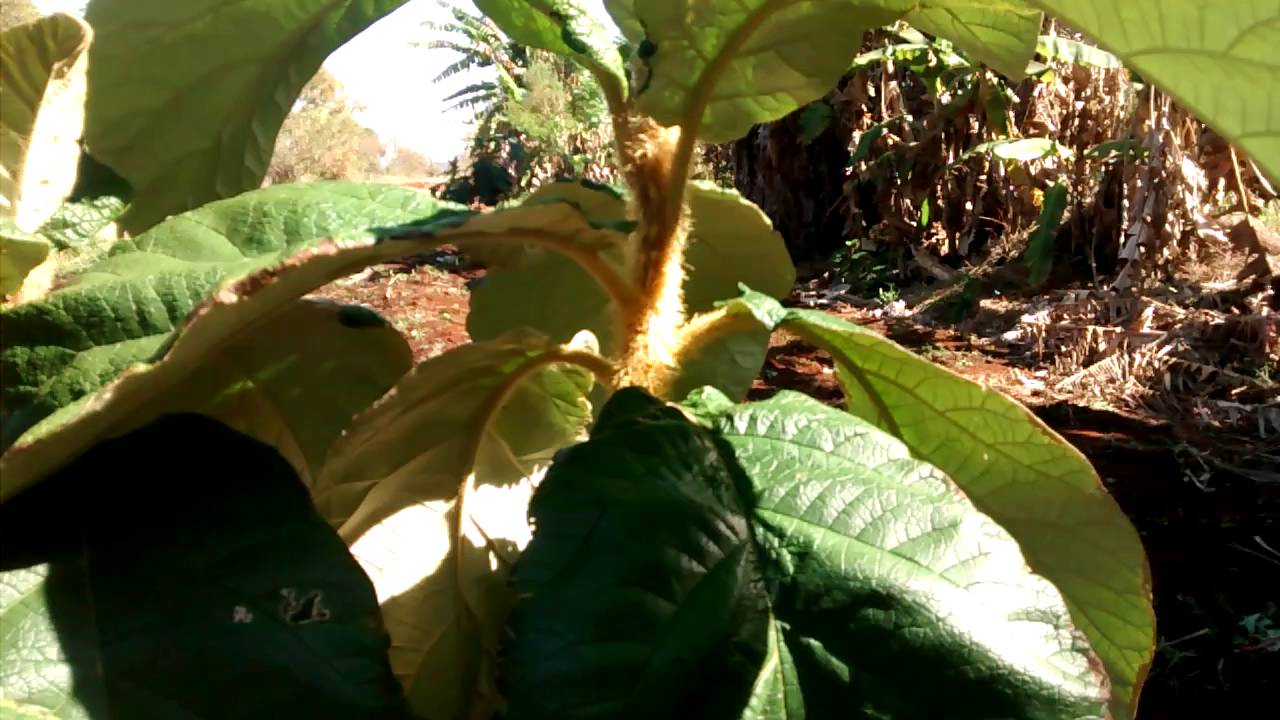 Conheçam a panacéia - YouTube