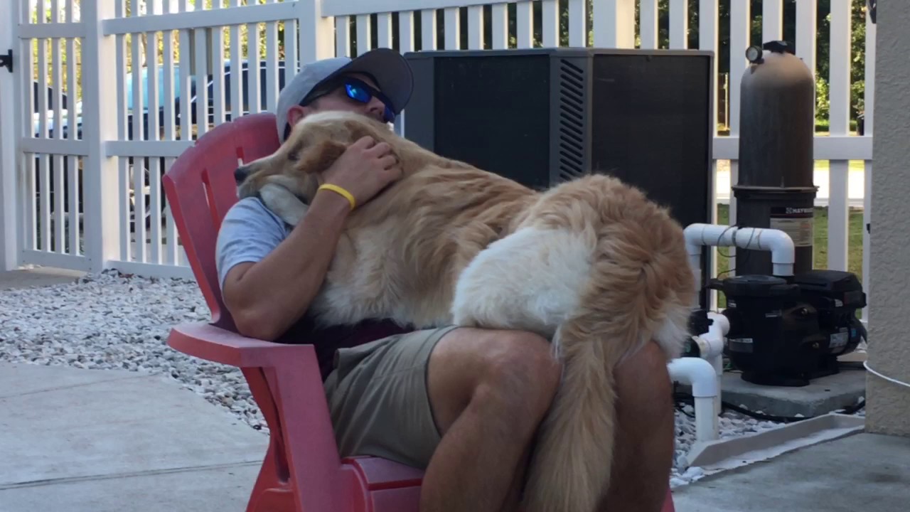 Dog Loves His Human - YouTube
