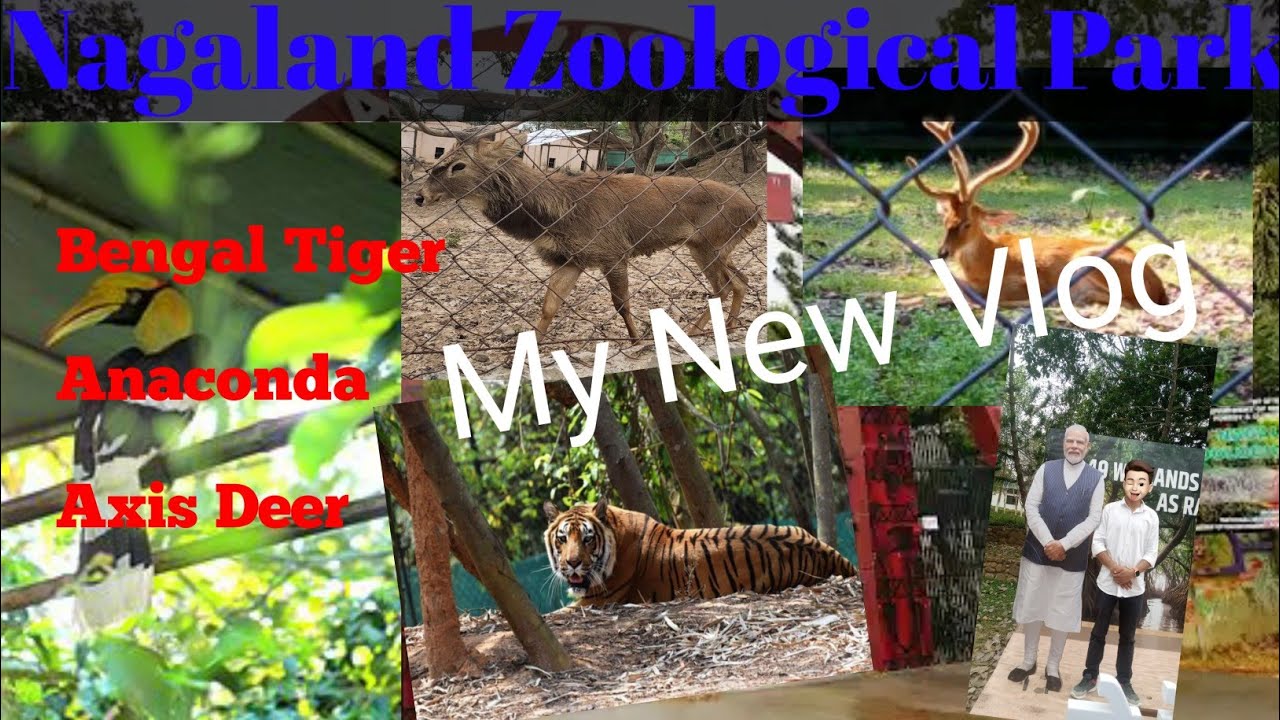 New Vlog with Friends 🤛 || Visit Nagaland Zoo 🦓|| Nagaland Zoological ...