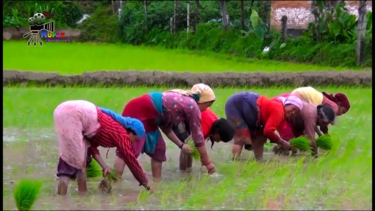RICE CULTIVATION IN NEPAL ... - YouTube