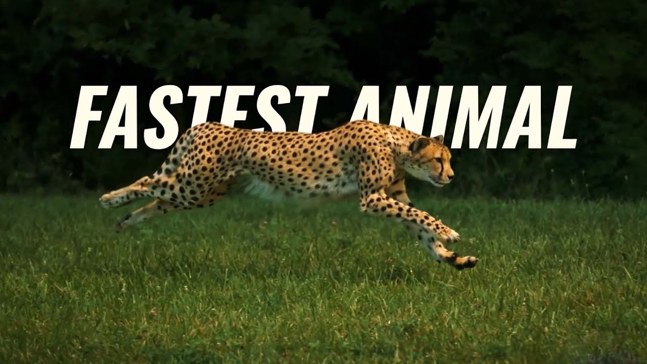 Fastest Things in the World | PrepLadder - YouTube