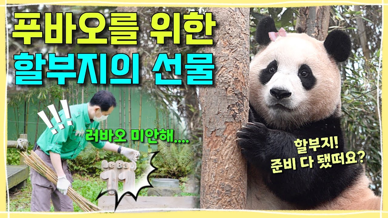 Ep202 할부지 선물받고 기분 좋아져서 갑자기 액체괴물을 찾는 푸바오ㅋㅋㅋㅋ💕 푸바오 얼굴에 자꾸만 모기가 찾아와요😤ㅣ송바오님이 만든 ”러바“ㅣ에버랜드 판다월드