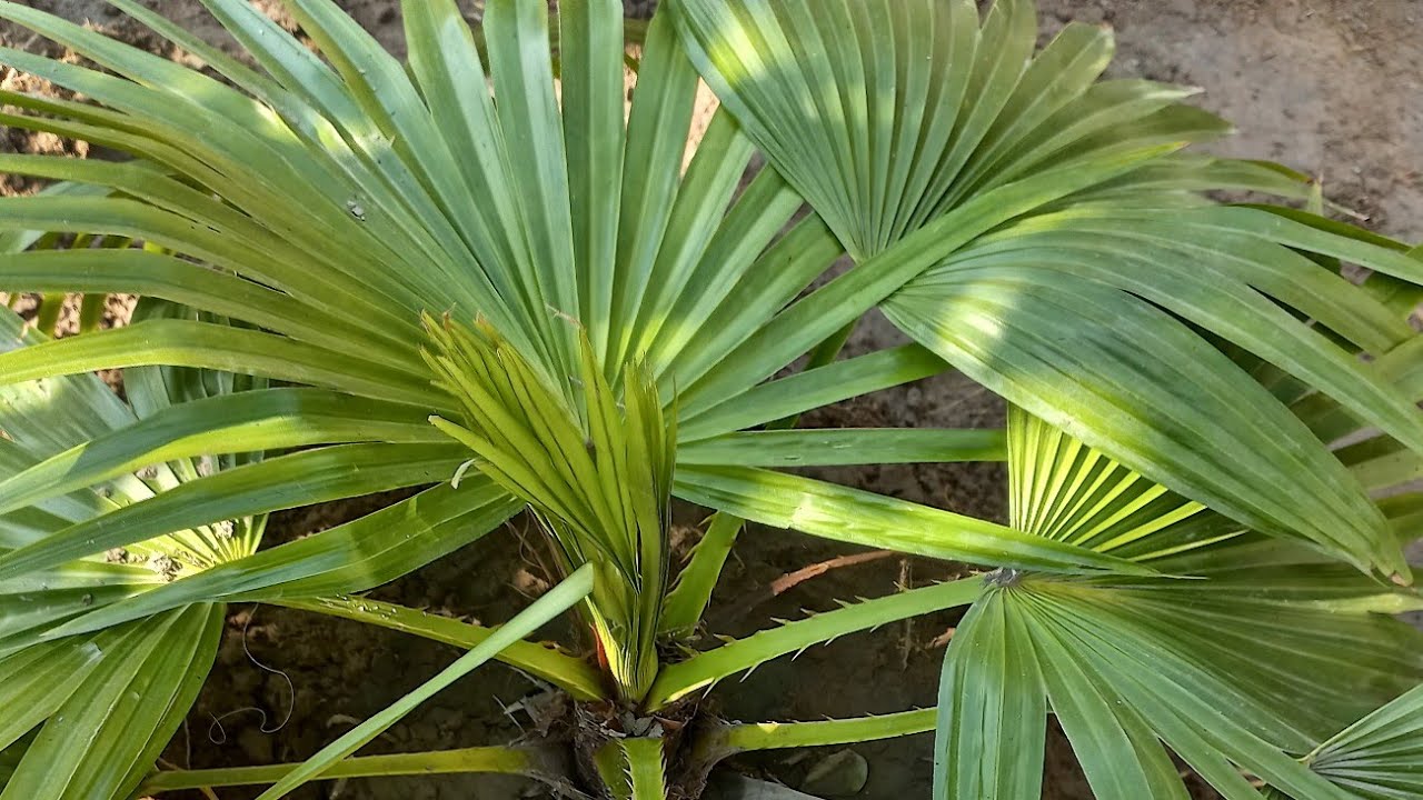 China fan palm care and propagate method - YouTube
