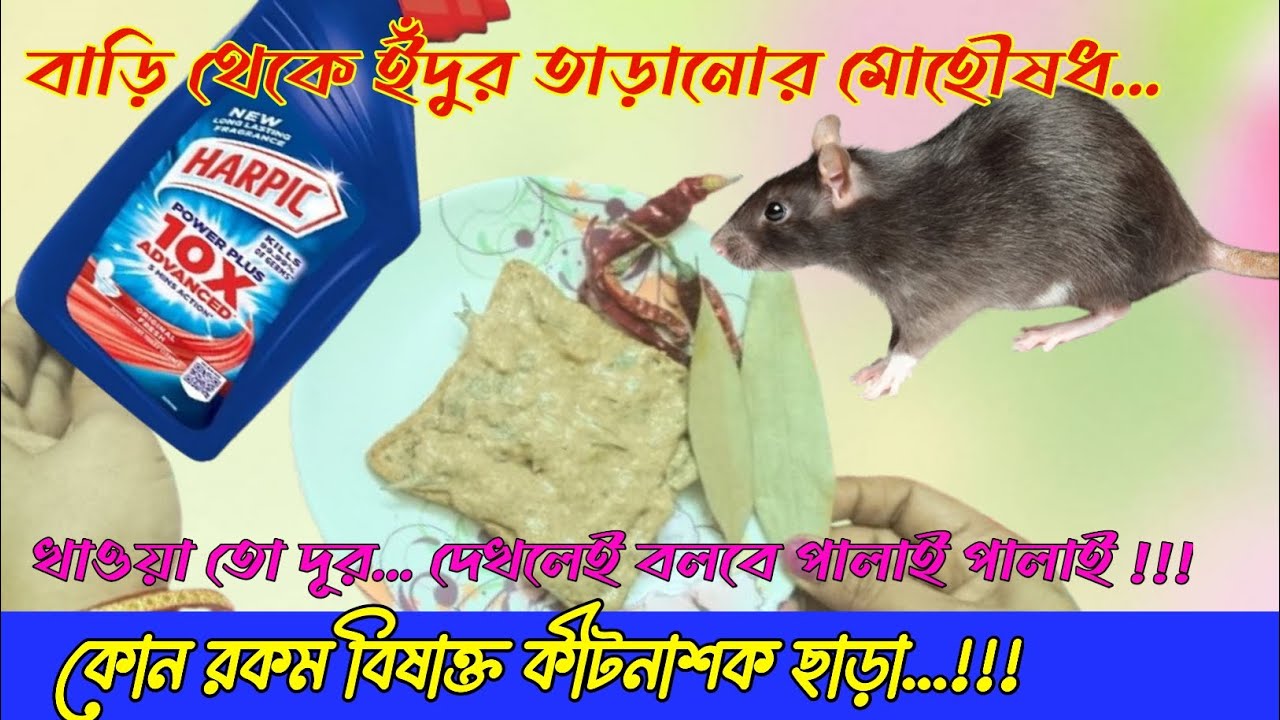 ছুঁচো/চিকা,ইঁদুর তাড়ানোর উপায়/Get Rid Of Rat,Mole/Chika At Home# ...
