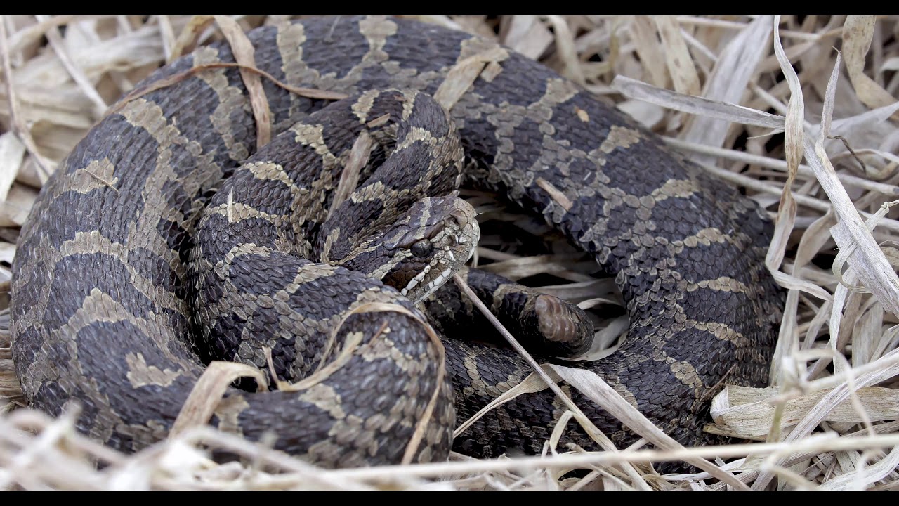 Eastern Massasauga from Ohio - YouTube