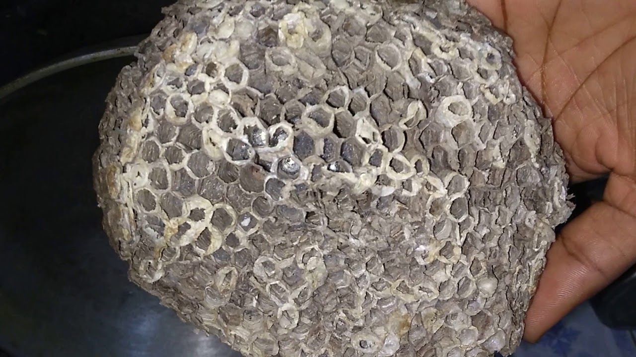 Baba Ramdev - hair fall treatment | bhirad ka Chatta | Alopecia - YouTube