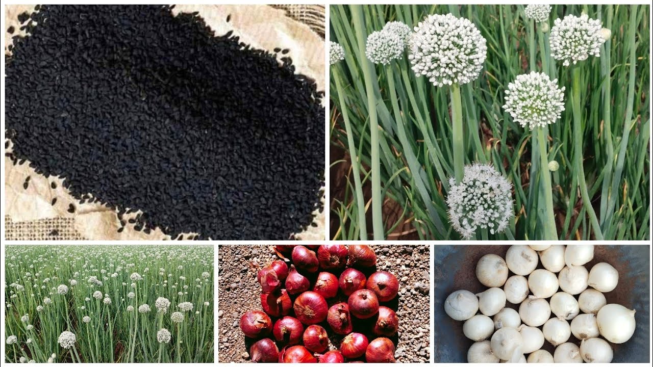 प्याज के बीज की खेती|ડુંગળી બીજની ખેતી | Farming of onion seeds # ...