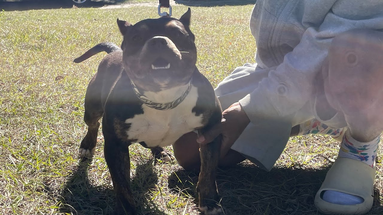 American bully playtime / stack - YouTube