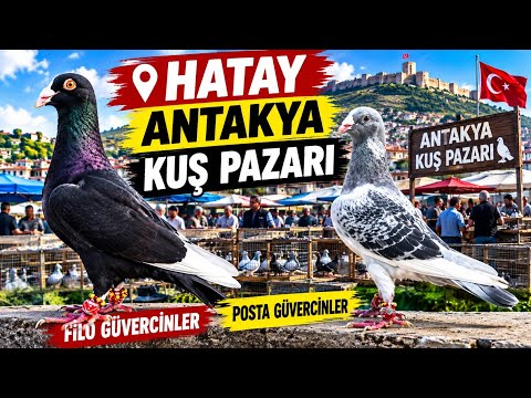 ANTAKYA KUŞ PAZARİ ŞAMİ 30.000 TL