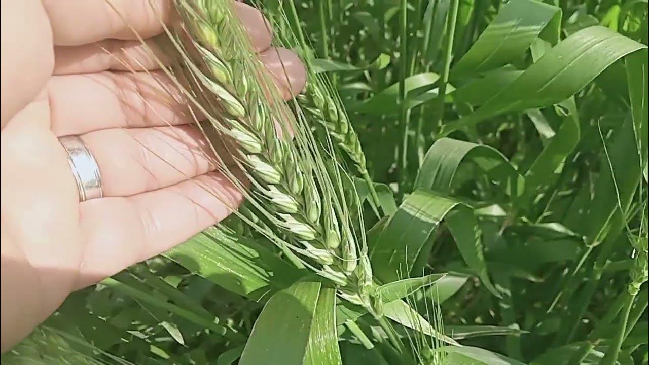 أهم وأخر رشة لمحصول القمح بعد طرد السنابل الزراعةببساطةوسهولة Youtube