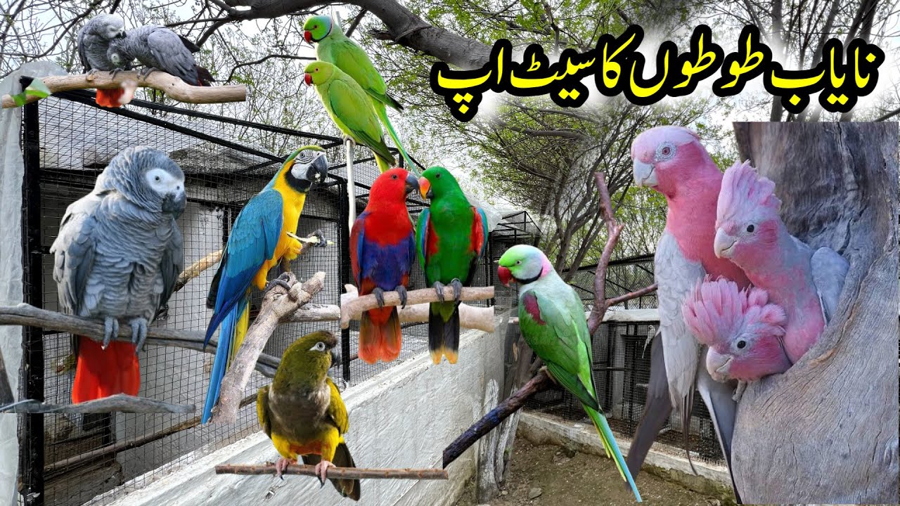 Yellow & Blue Alexandrine,Cockatoo,African Grey,Electus and Raw Parrot ...