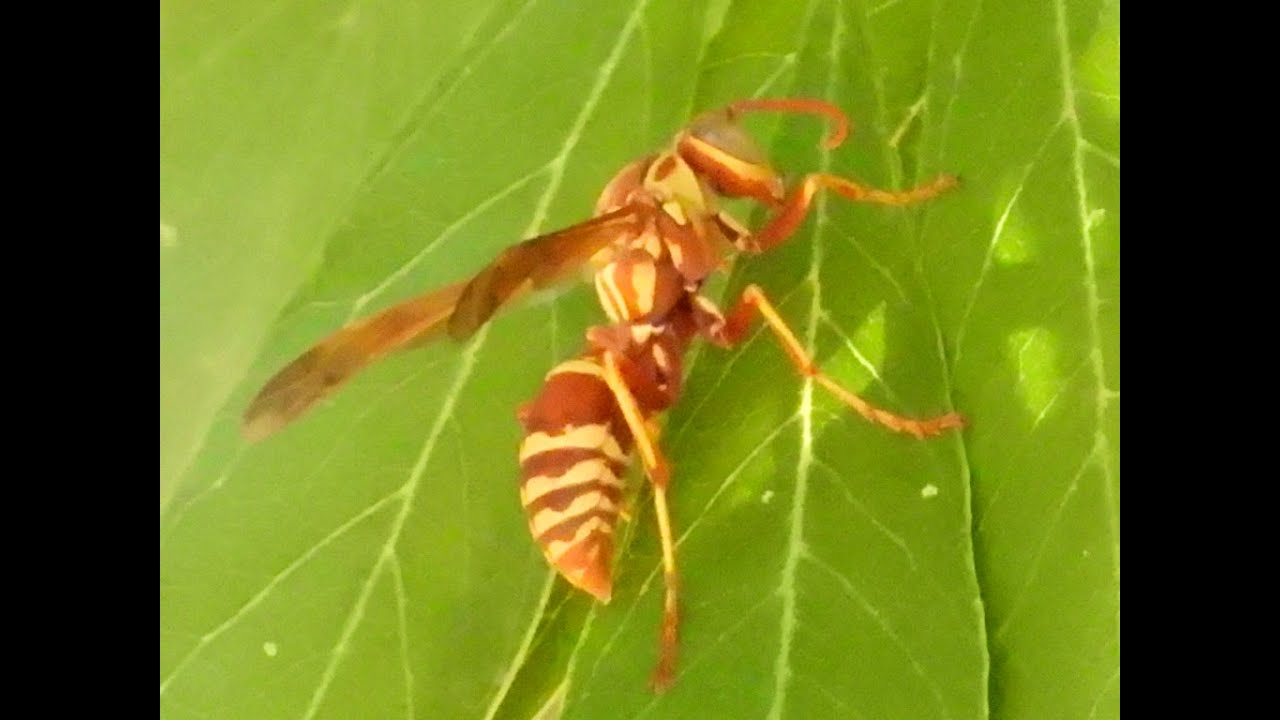 Apache Wasp(Polistes Apachus), July 09, 2023, 5:22PM, Apple Valley, CA ...