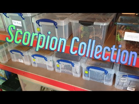 Full Scorpion Collection Tour, (Forest and Desert) - YouTube