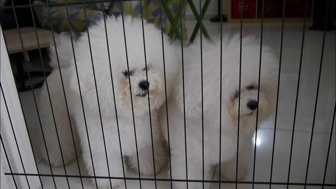 Dogs - Bichon Frise Barking at Angry Birds - YouTube