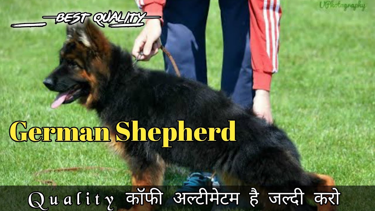 Ultimate Quality German Shepherd Puppy Available | Top Quality German ...