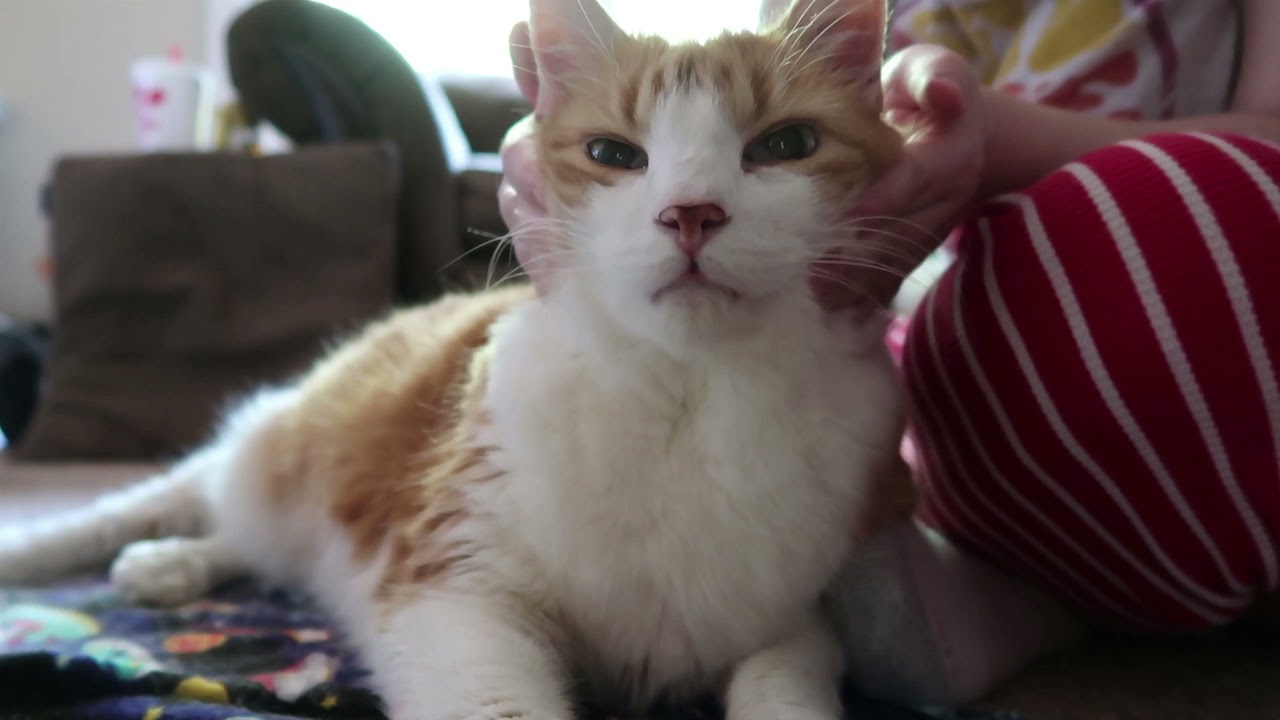 Squishing My Cat's Cheeks - YouTube