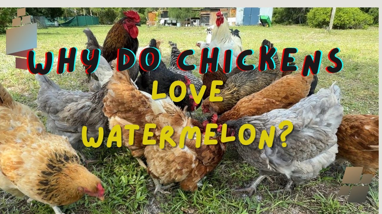 Why chickens love watermelon? ทำไมไก่ชอบกินแตงโมจัง - YouTube